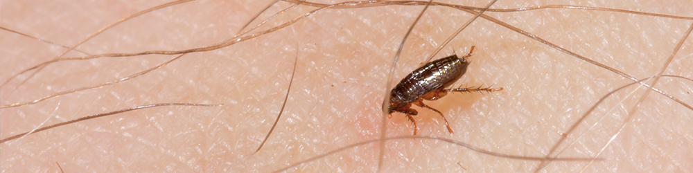 Produit Anti-Puces De Maison, Parquet, Lit Efficace - Mama Wax